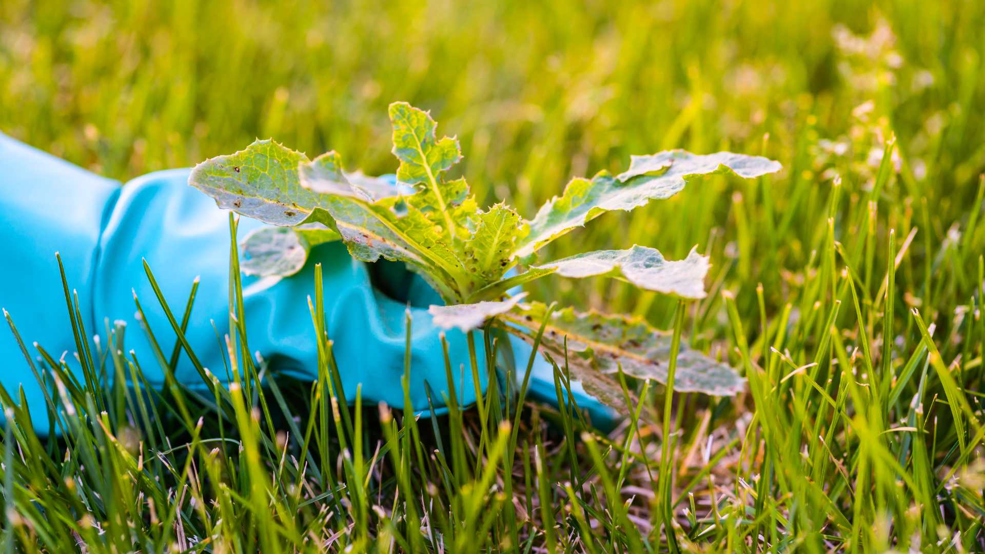 Weed Control Mount Prospect, IL | A&N Outdoor Services